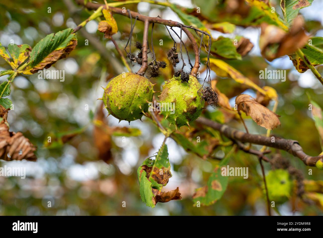 Horse chestnut (Aesculus hippocastanum) conker shell hanging from tree ...