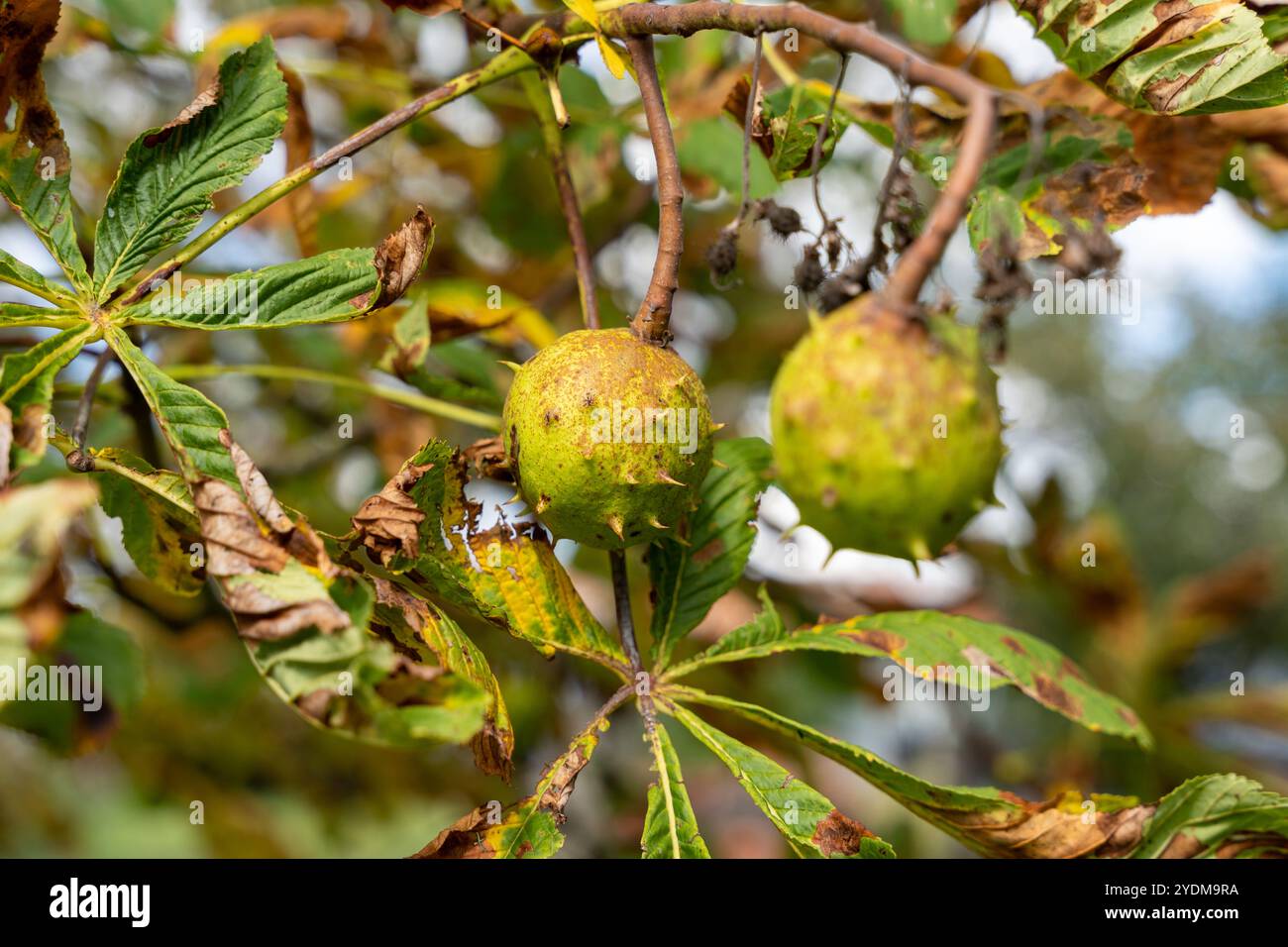 Horse chestnut (Aesculus hippocastanum) conker shell hanging from tree ...