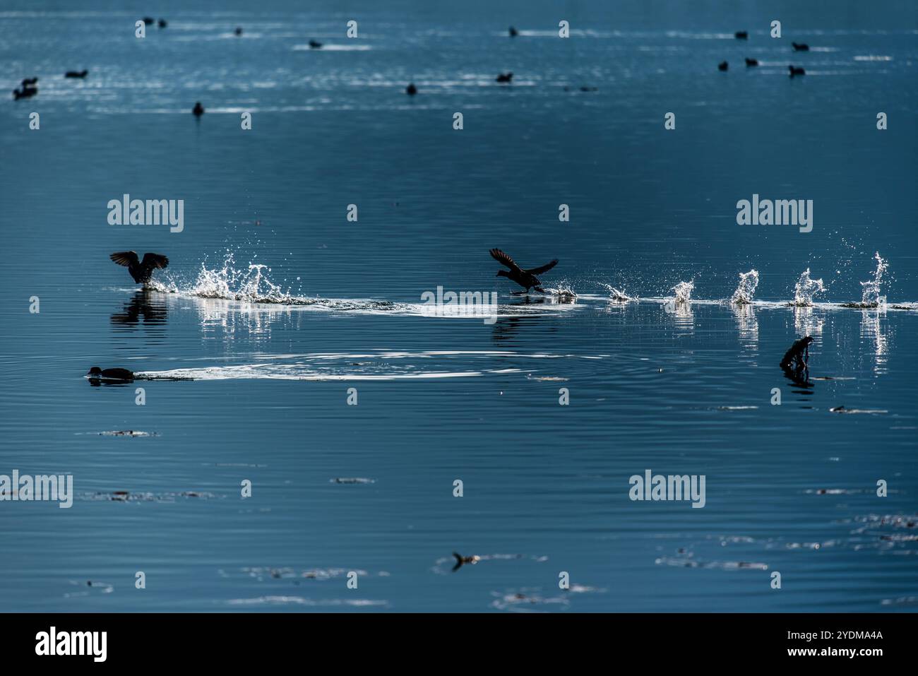 birds take flight amidst high splashes of water leaving a trail of ...