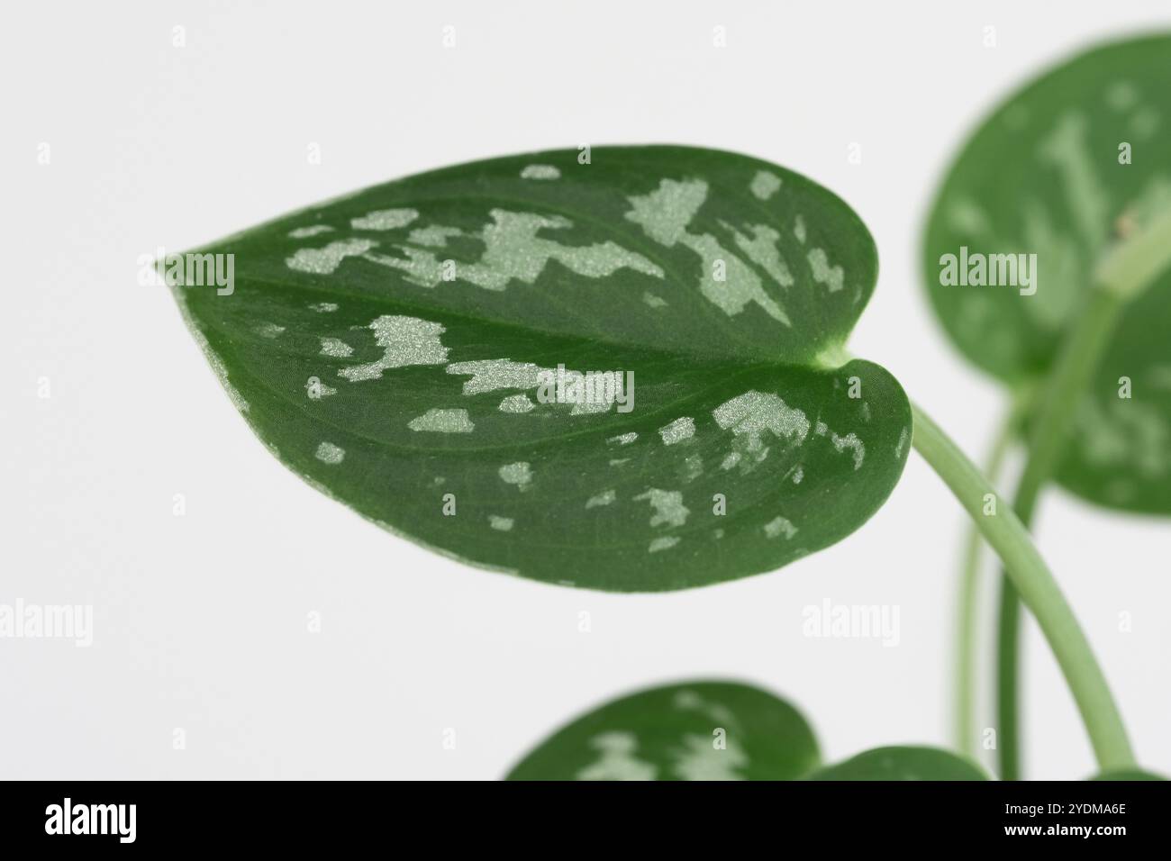 Pothos pictus hi-res stock photography and images - Alamy
