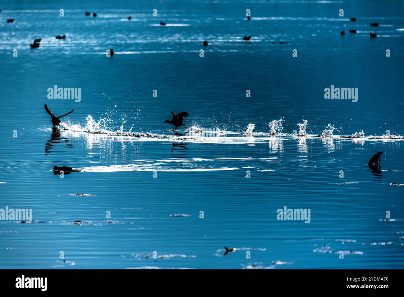 birds take flight amidst high splashes of water leaving a trail of ...