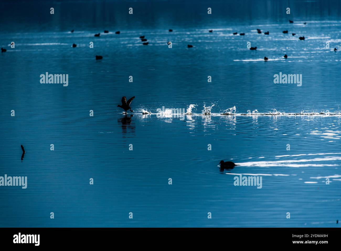 birds take flight amidst high splashes of water leaving a trail of ...