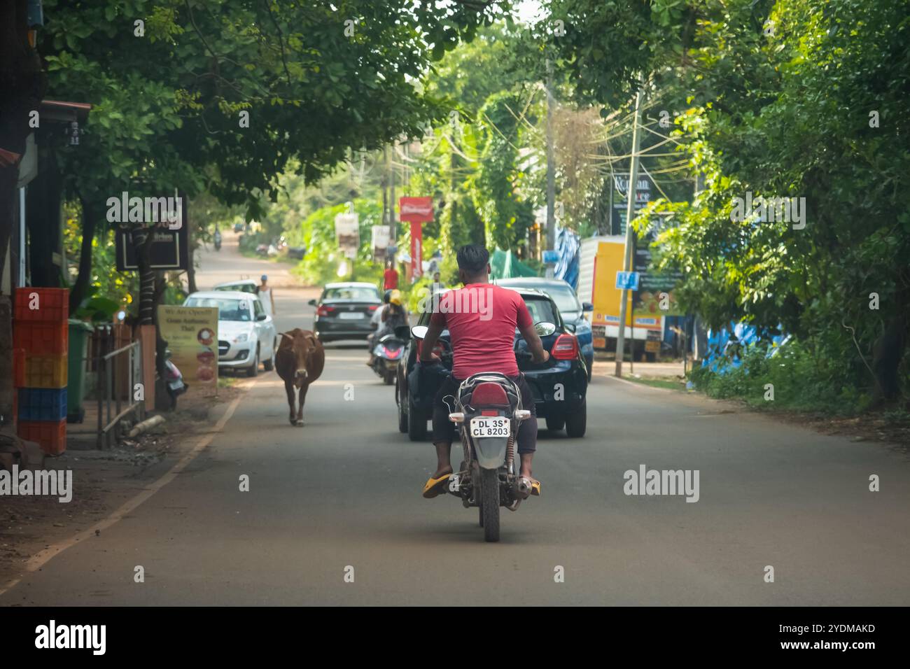Motor way cows hi-res stock photography and images - Alamy