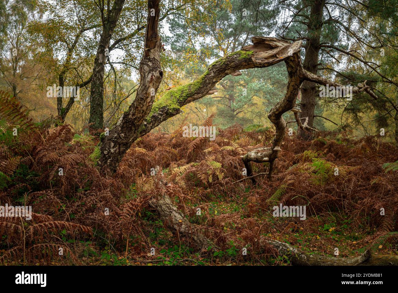 English coppice hi-res stock photography and images - Alamy