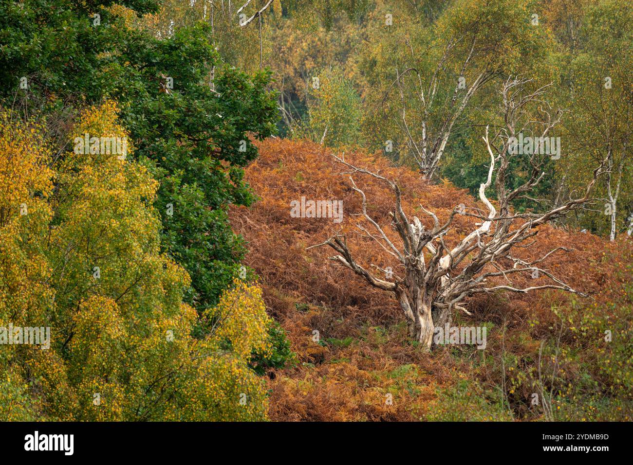 A dead petrified tree against a vibrant autumn woodland background at ...