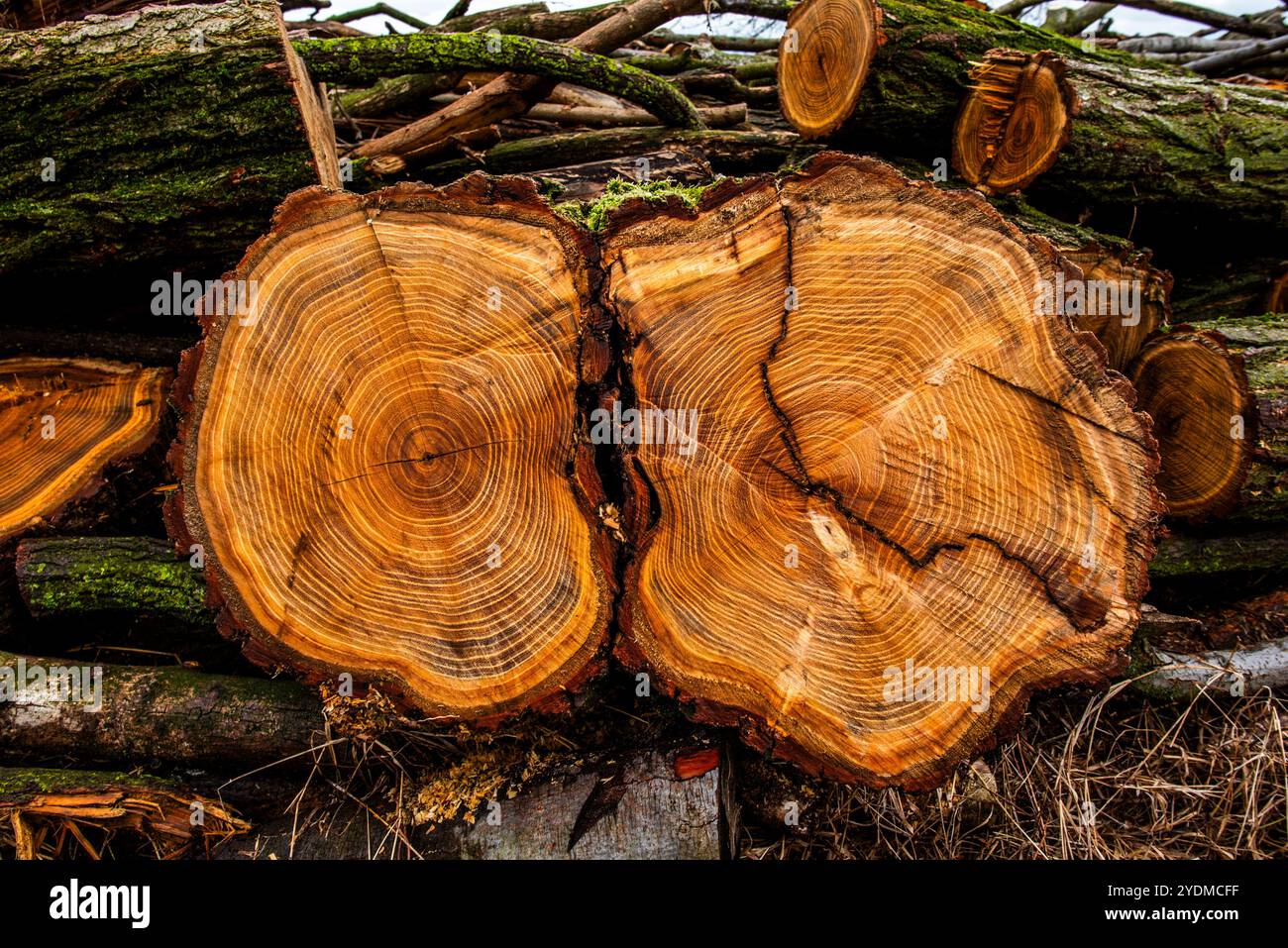 concentric circles concentric rings on the cross-section of a cut tree ...
