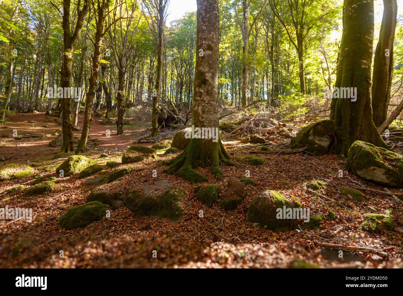 Vibrant underbrush hi-res stock photography and images - Alamy