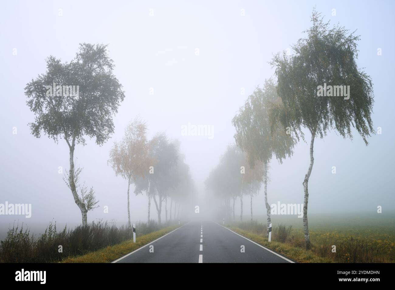 Northern europe birch not lake hi-res stock photography and images - Alamy