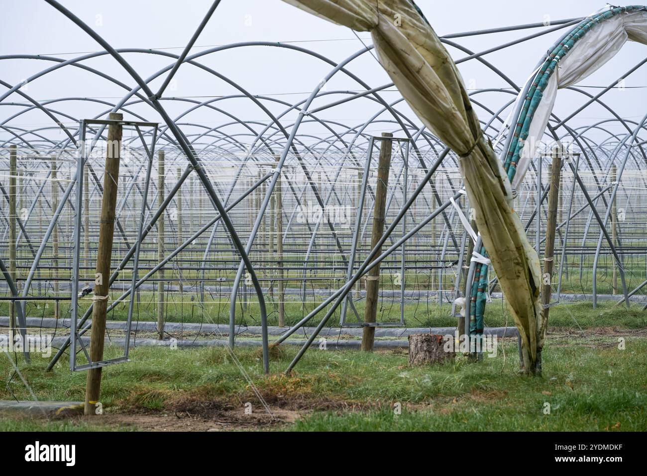 Confusing construction of uncovered hoop house frames and tethering ...