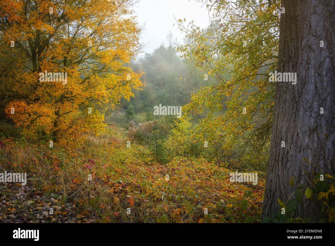 Golden shrubs hi-res stock photography and images - Alamy