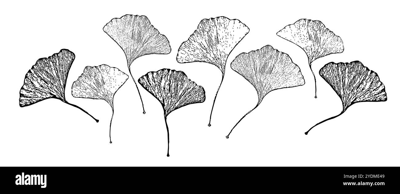 Ginkgo biloba leaf outline Cut Out Stock Images & Pictures - Alamy