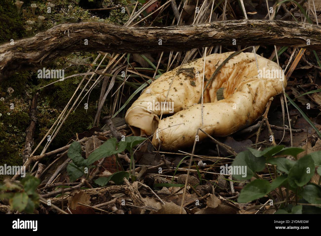 Mushroom photographed with focus stacking technique in the Fuente Roja ...