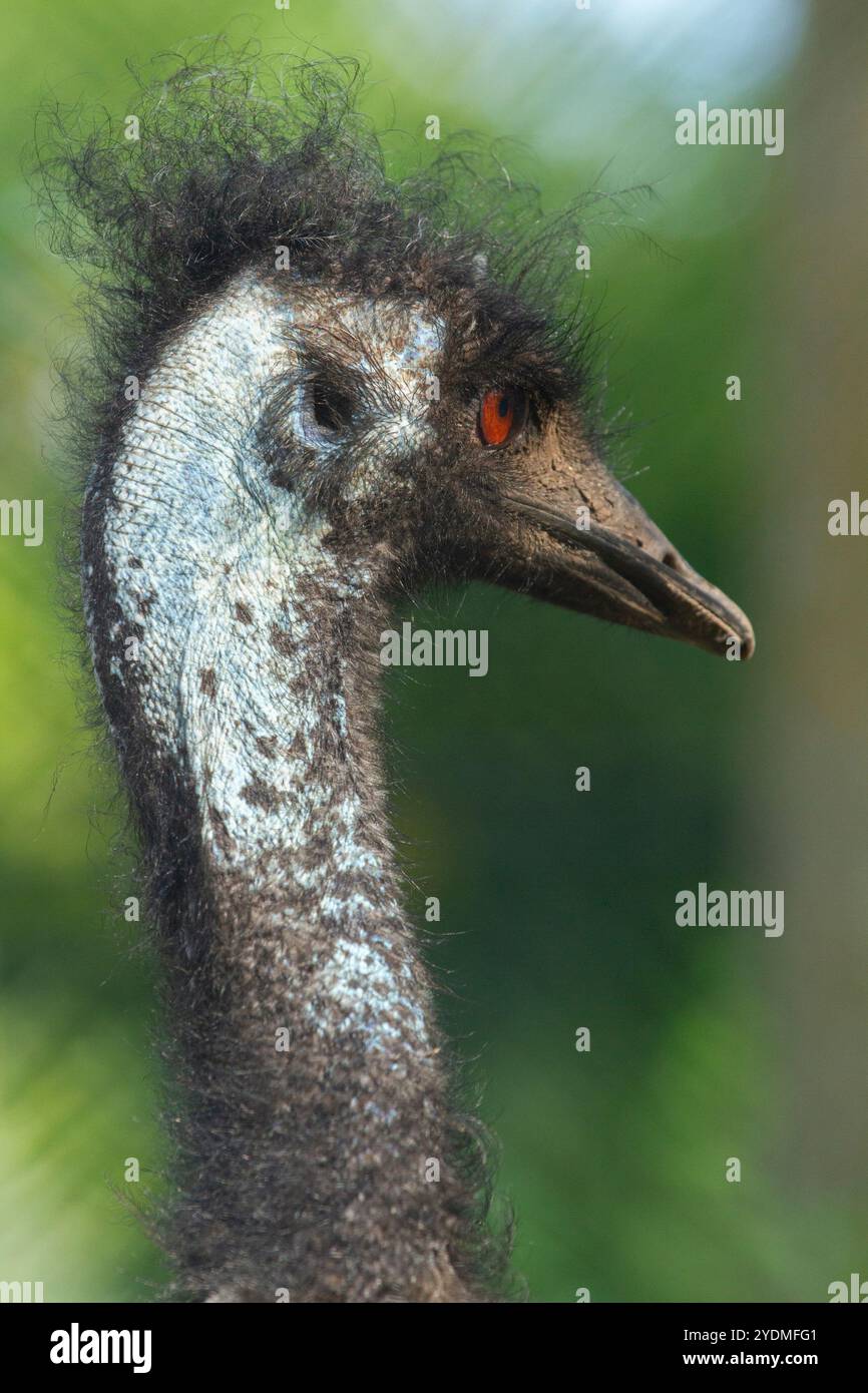 Ear of an Emu - Close-up Portrait of a Wild Bird with Fiery Eyes Stock ...