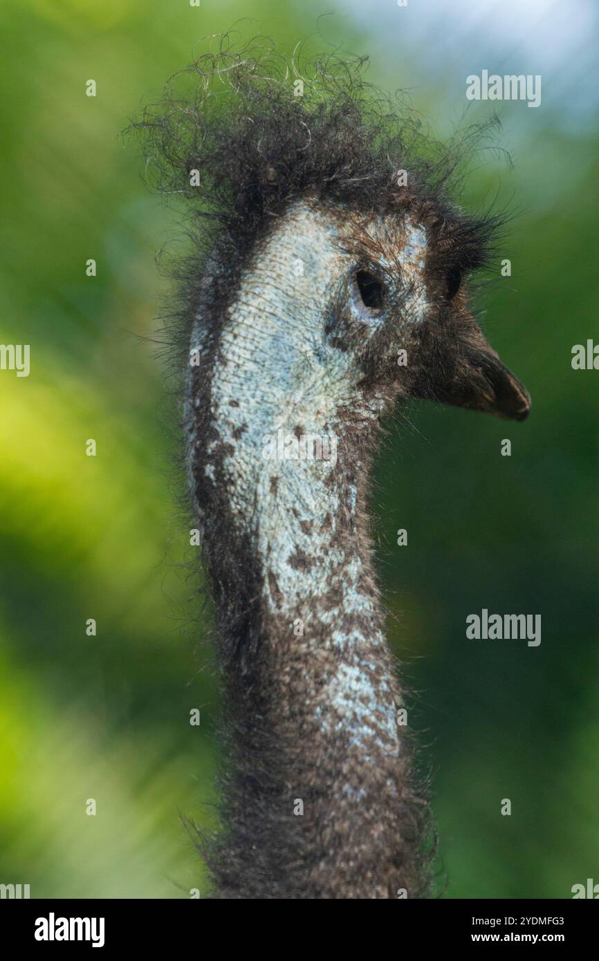 Ear of an Emu - Close-up Portrait of a Wild Bird with Fiery Eyes Stock ...