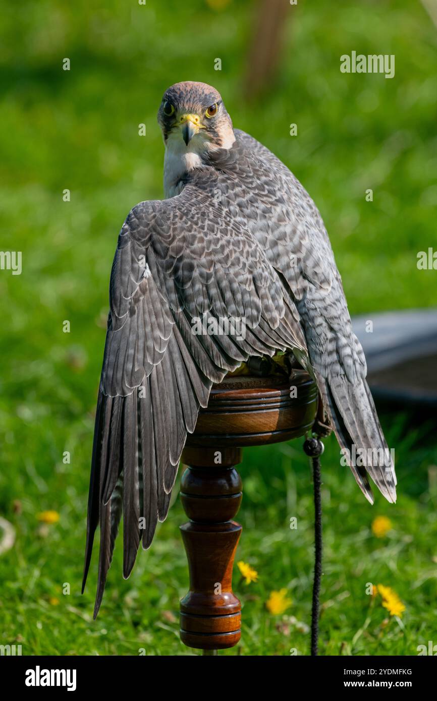 Peregrine falcon in flight hi-res stock photography and images - Alamy