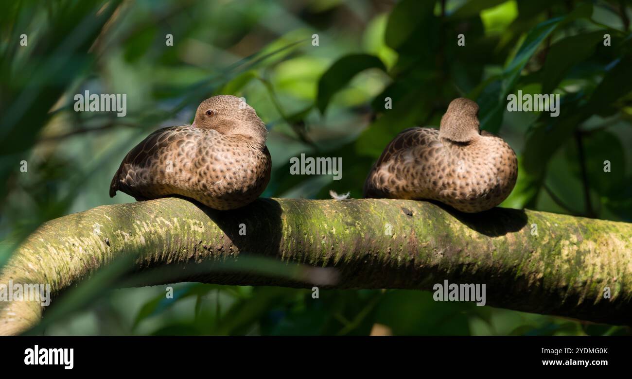 Zurich duck hi-res stock photography and images - Alamy