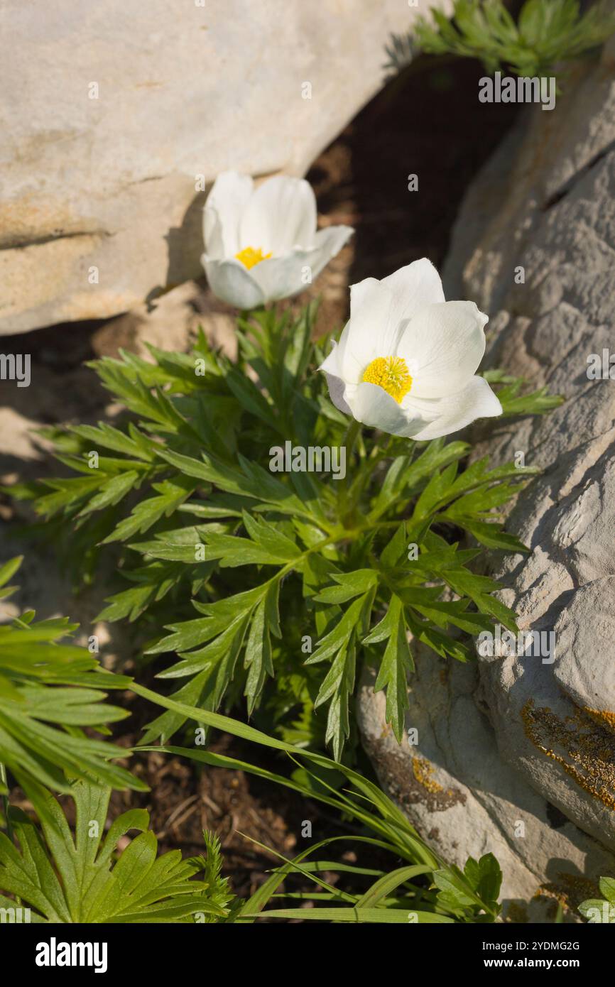 Great white Anemone in Swiss alps Stock Photo - Alamy