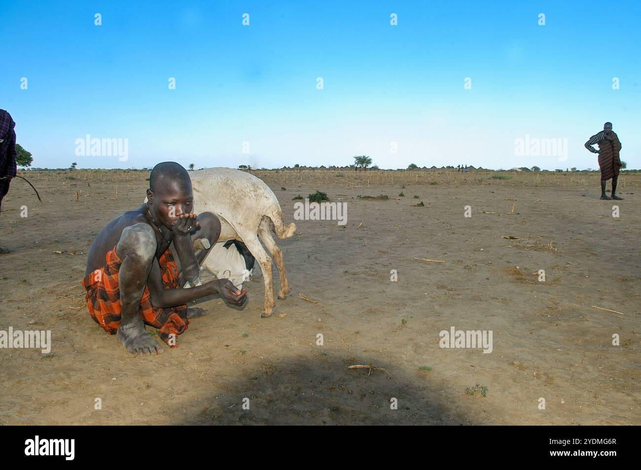 A Karimojong boy milks a sheep in Kaabong, Karamoja - Uganda Stock ...