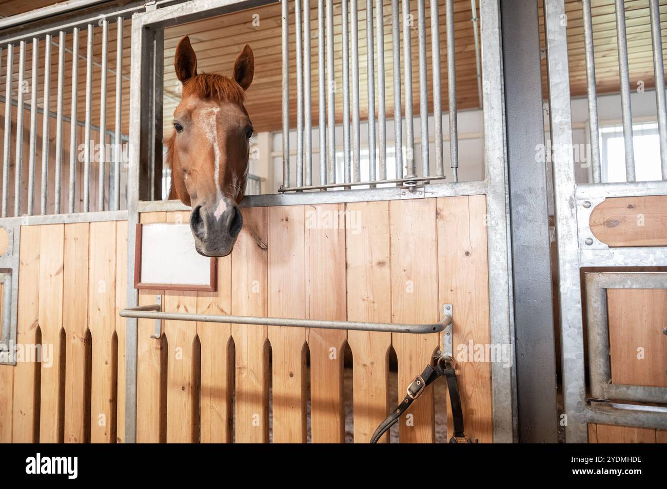 Inside stable looking out hi-res stock photography and images - Alamy