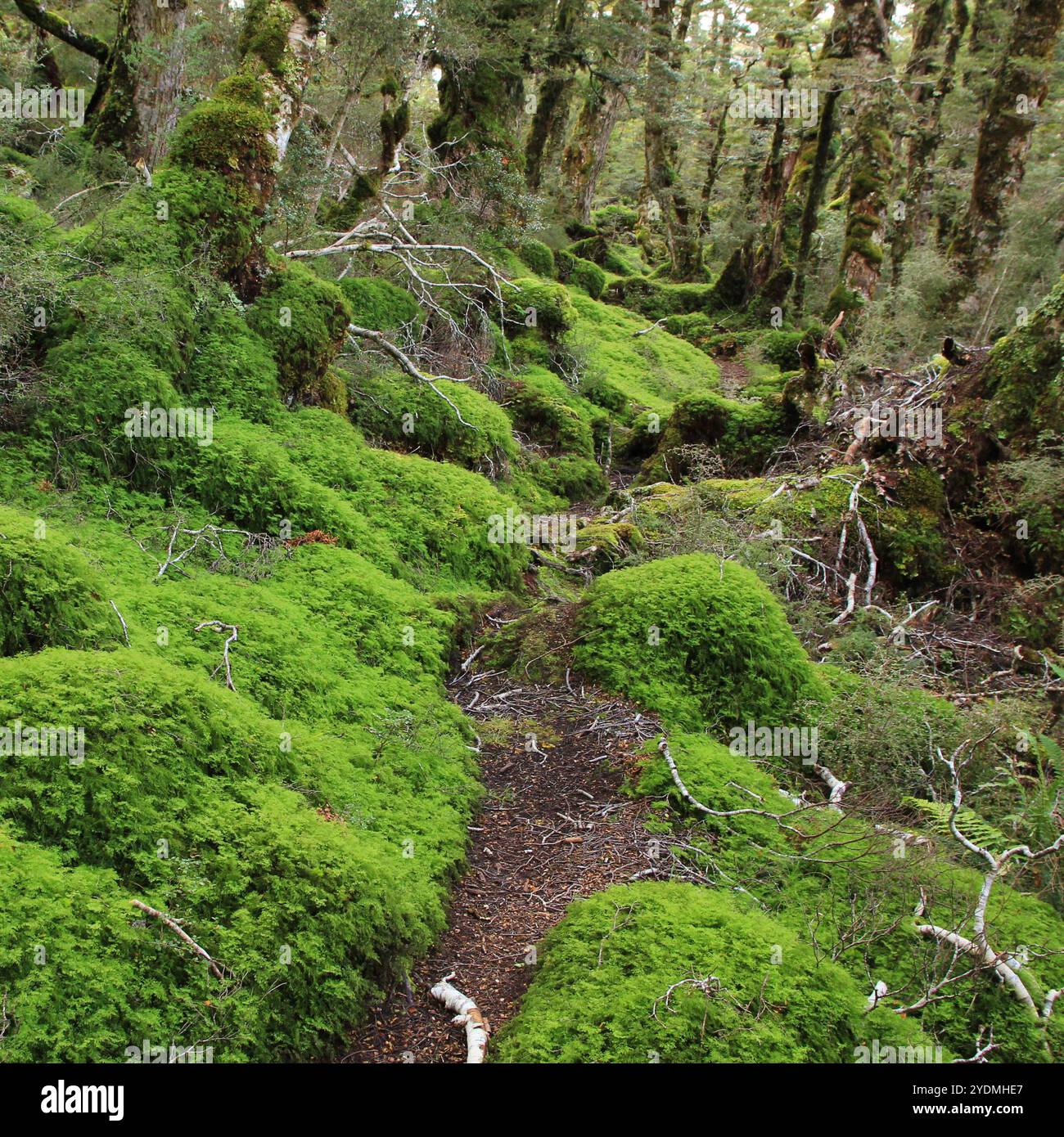 Foot path and bright green moss in a forest in New Zealand Stock Photo ...
