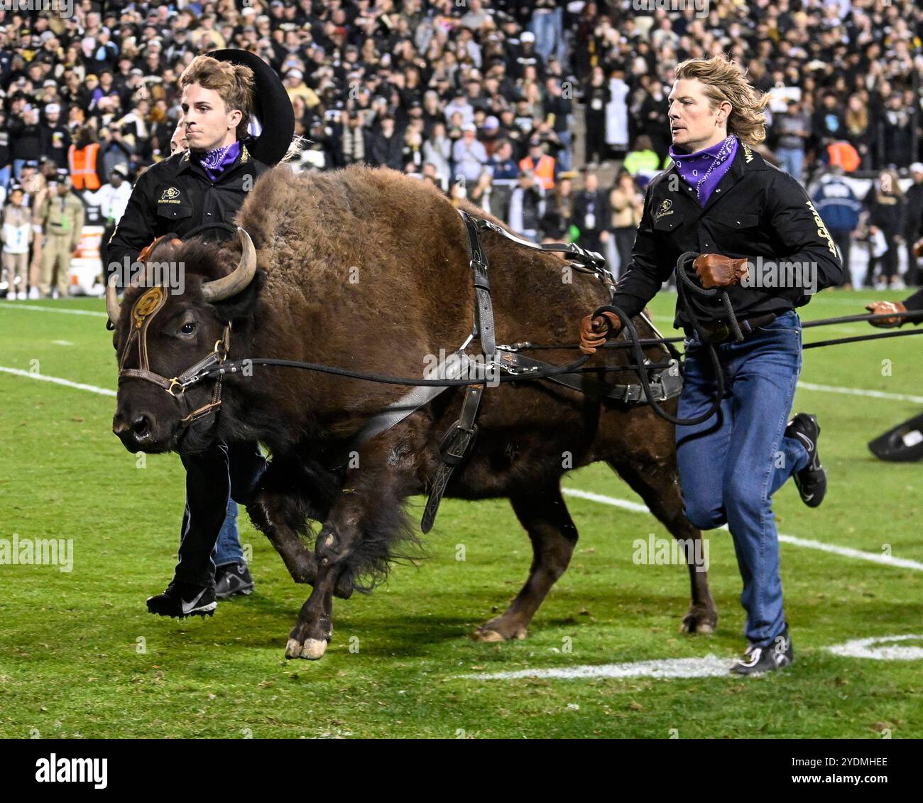Ralphie the buffalo hi-res stock photography and images - Alamy