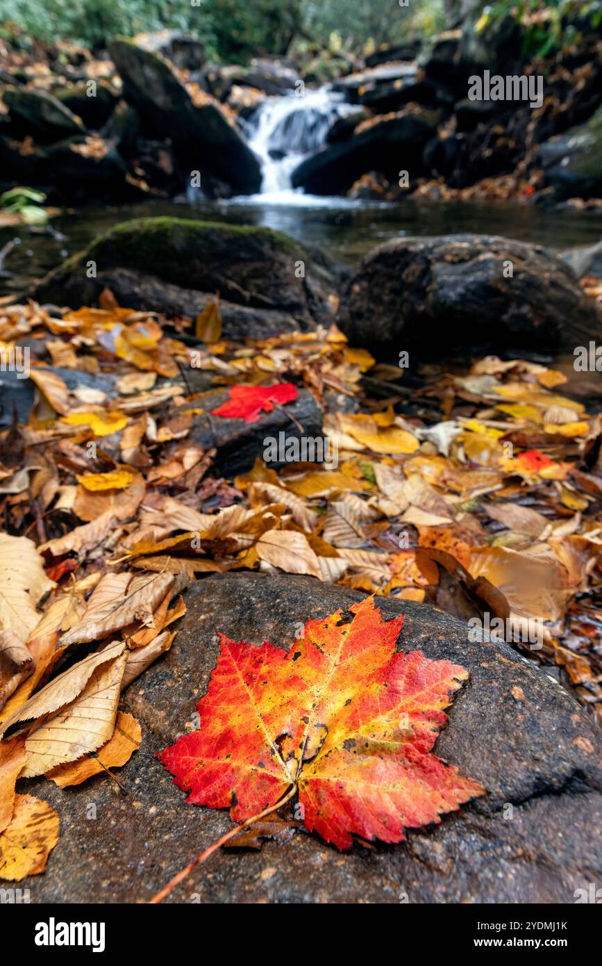 Close-up of colorful maple leaf by a rocky cascade in Pisgah National ...