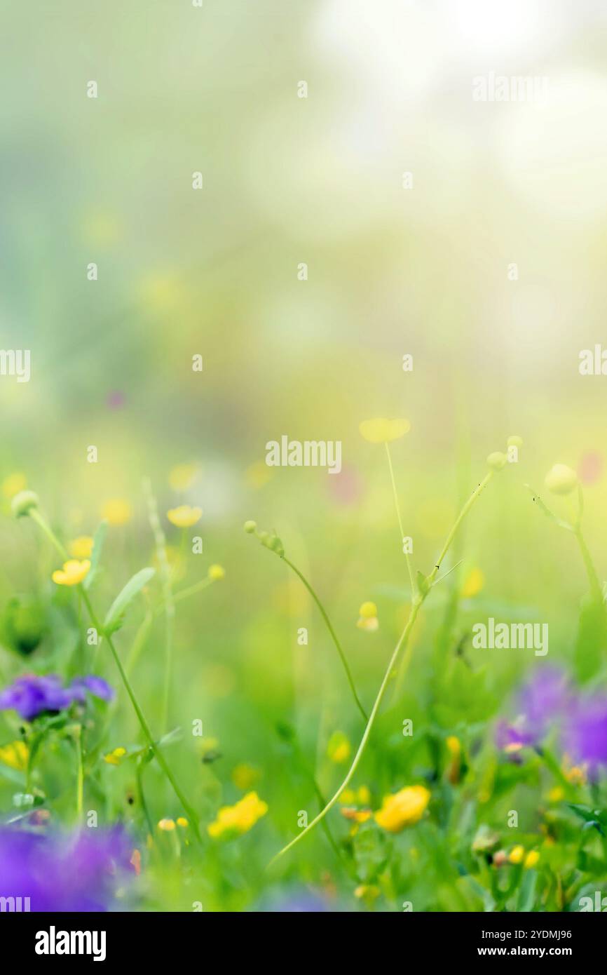 The bright wildflower meadow is filled with a variety of colorful ...