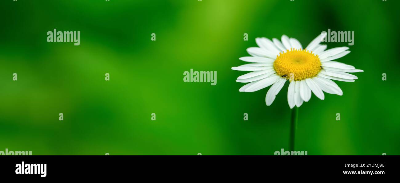 A single white daisy on green background, in a visually stunning image ...