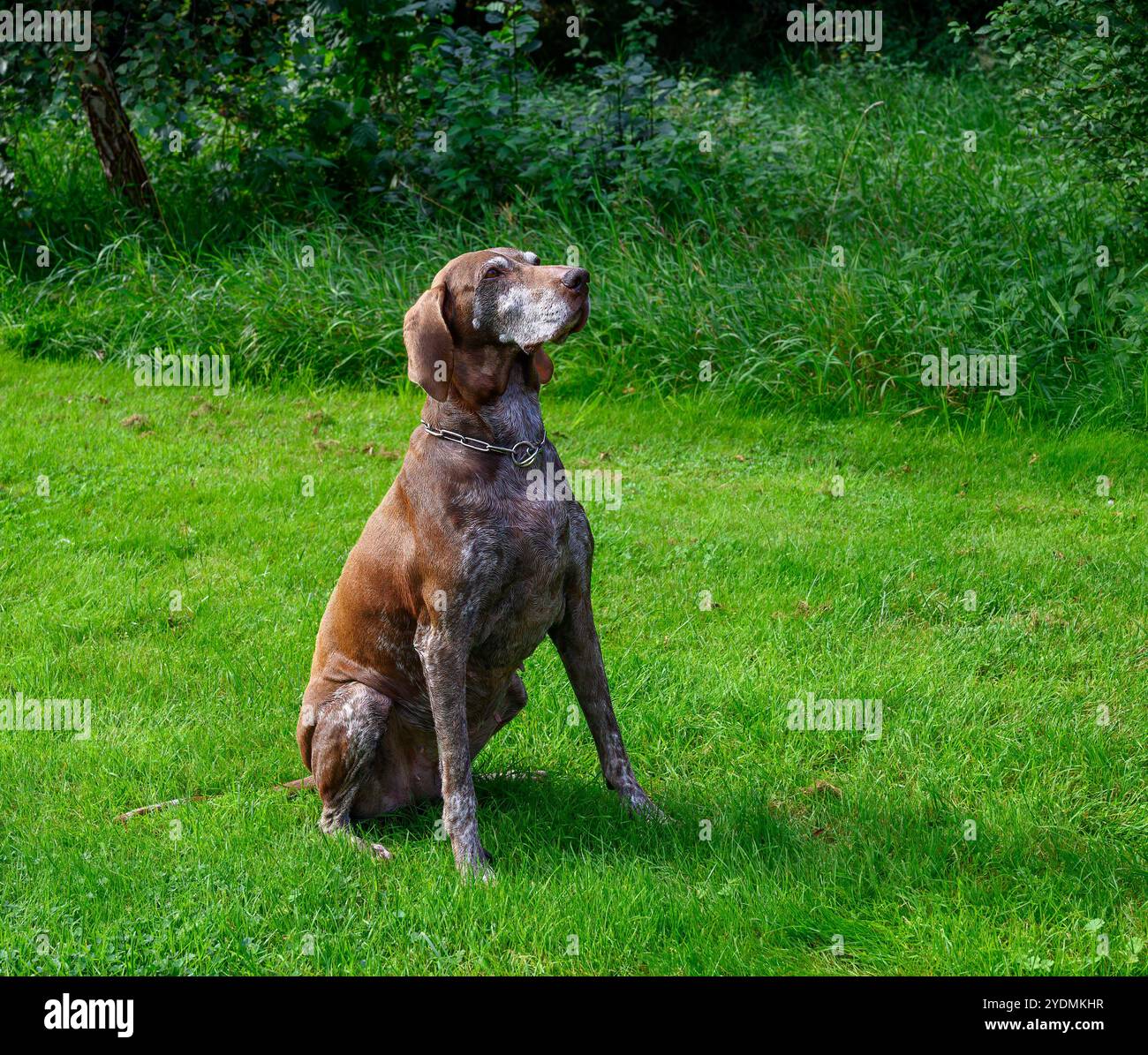 A mature dog with a distinguished coat sits upright on vibrant grass ...