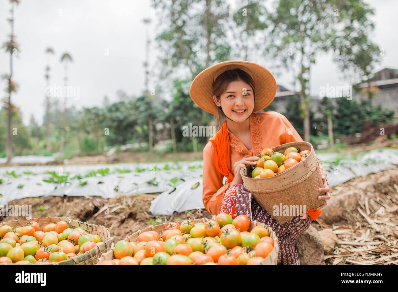 A Young Farmer Engaged in Harvesting Fresh Fruits in a Scenic Orchard ...