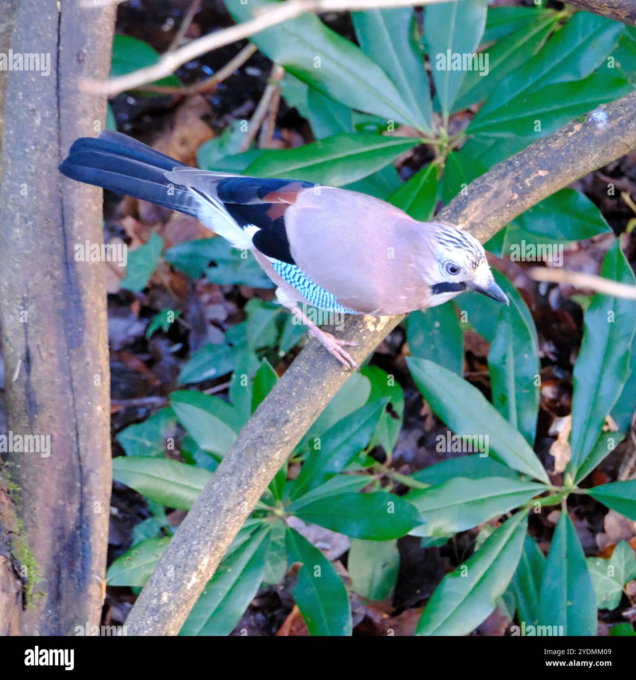 Jay on branch hi-res stock photography and images - Alamy