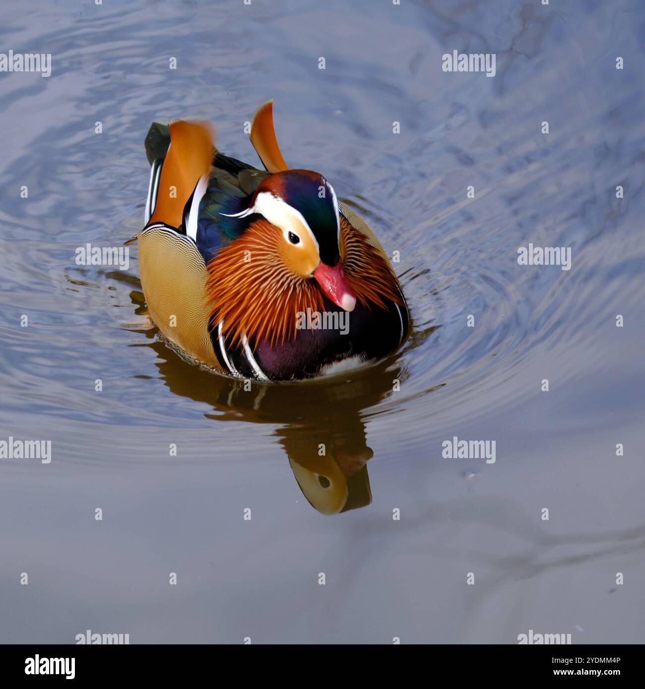 Mandarin duck swimming on lake hi-res stock photography and images - Alamy