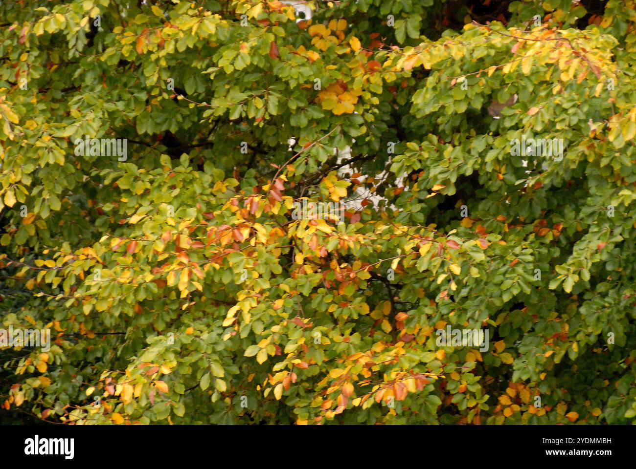 Copenhagen/ DenmarK/27 October 2024/ Yellow and brown leaves shows ...