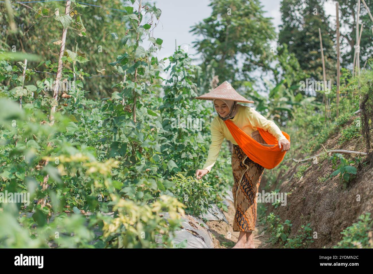 A Traditional Farmer is Cultivating Crops within a Beautiful Lush Green ...
