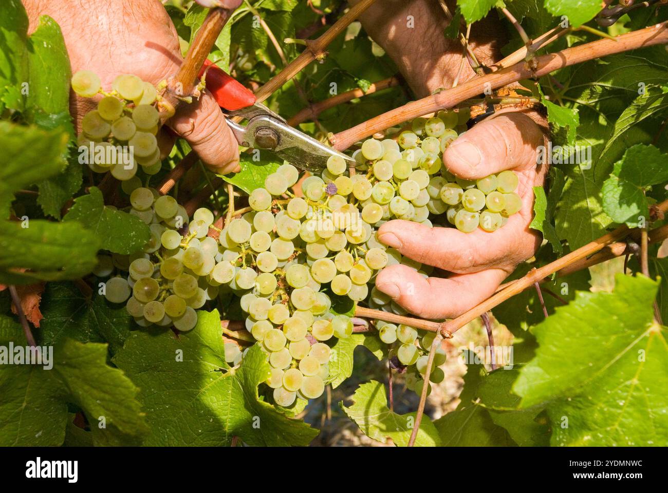 Lambouri weingut hi-res stock photography and images - Alamy
