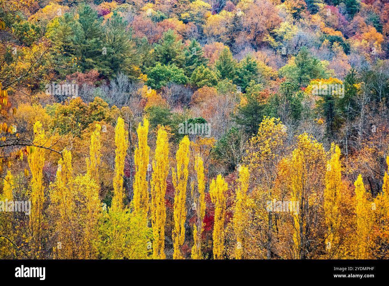 Colorful fall foliage of the Northeast Georgia Mountains in Dillard ...