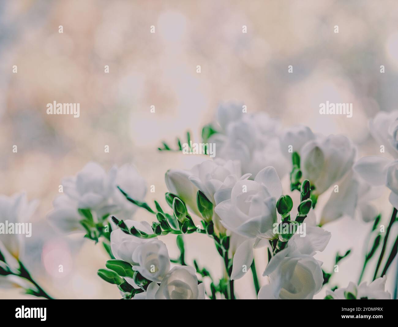Close up blossom of beautiful white freesia flower on light pastel ...
