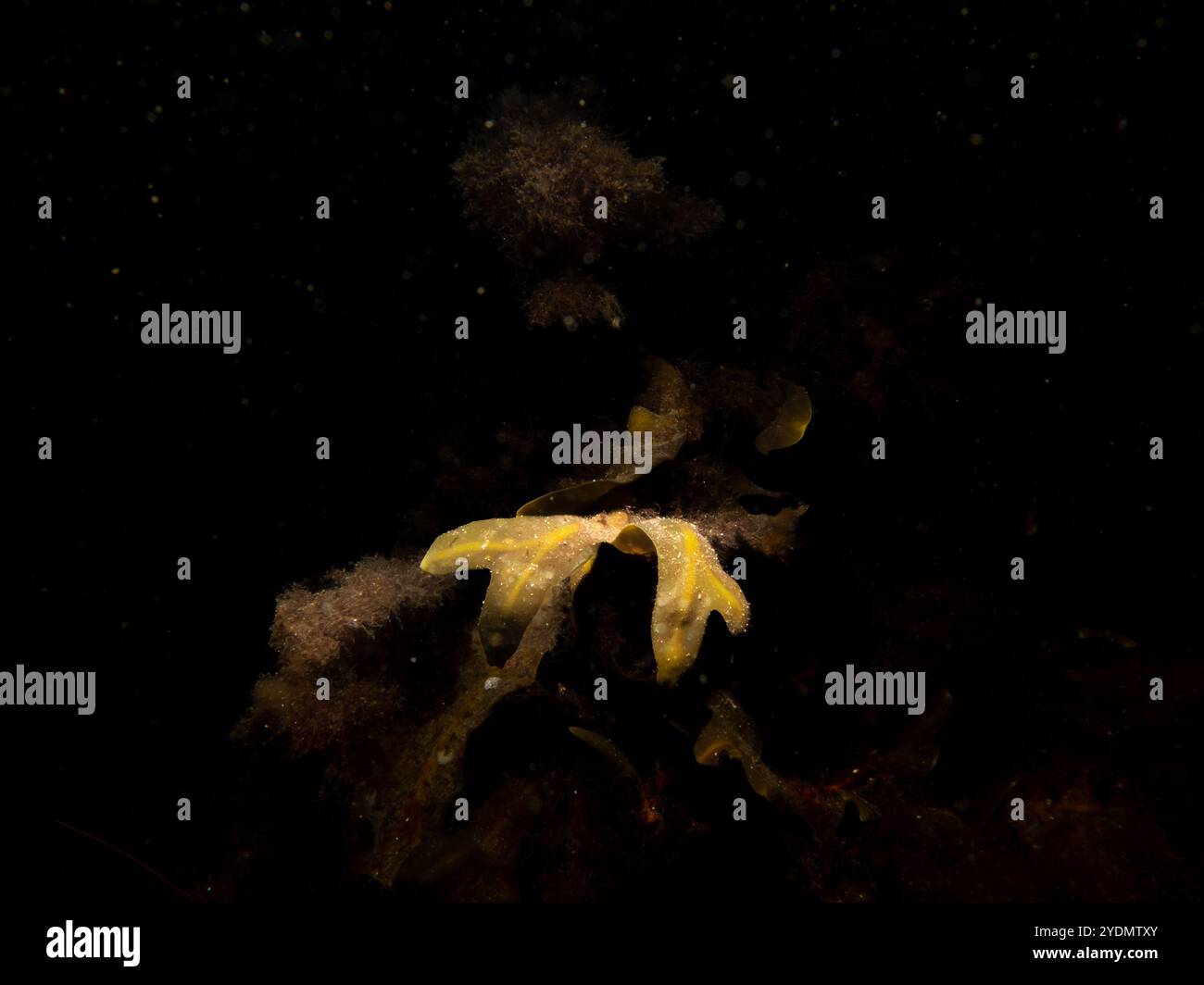 close up of bladderwrack, also known as bladder fucus, pop weed, cut ...