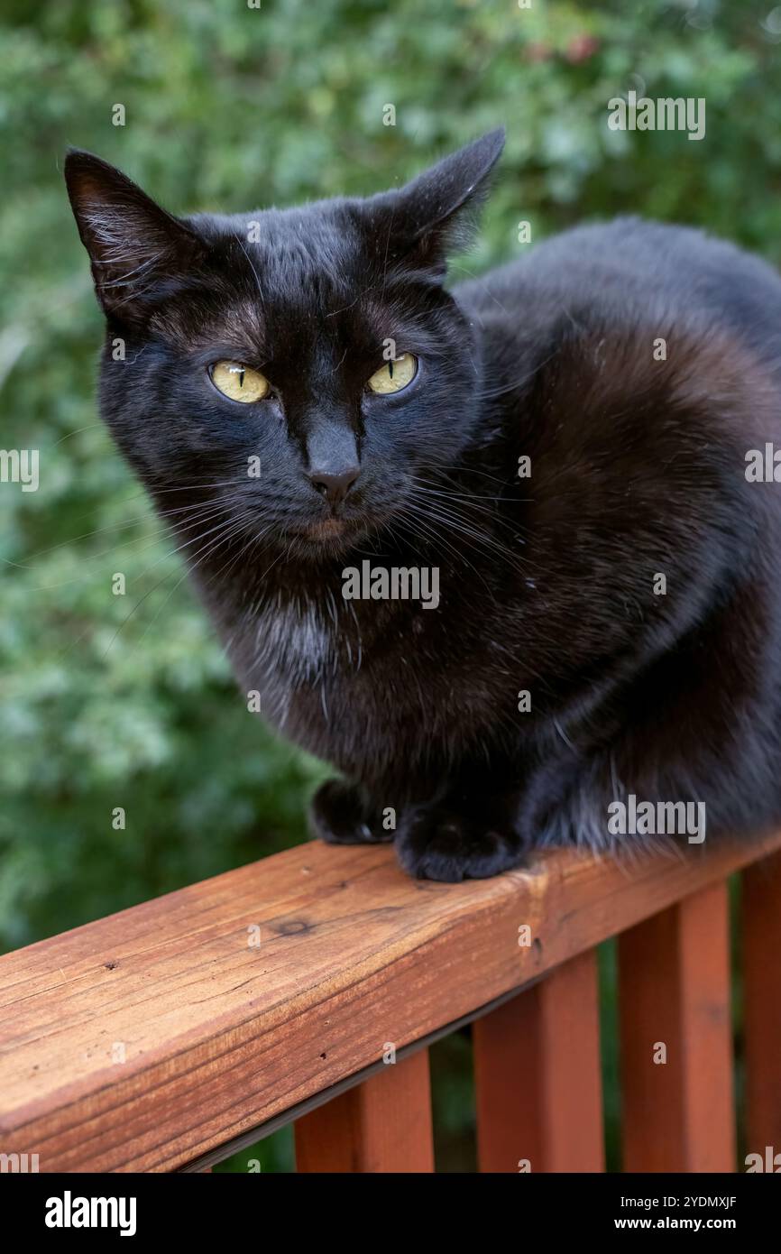Lynwood, Washington, USA. Mr. Pickles, a domestic short-hair cat ...