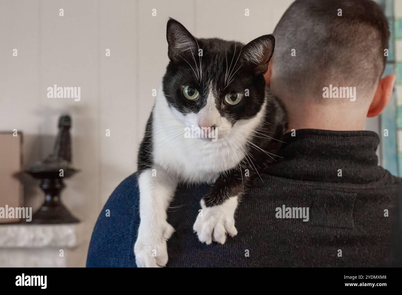 Cat on a mans shoulder hi-res stock photography and images - Alamy