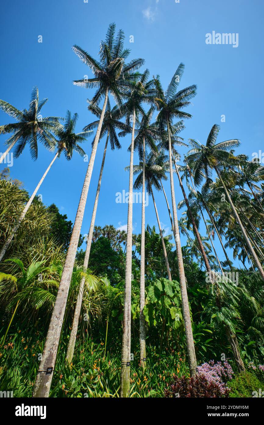 Singapore - August 13, 2024: Greenery and long palm trees in National ...
