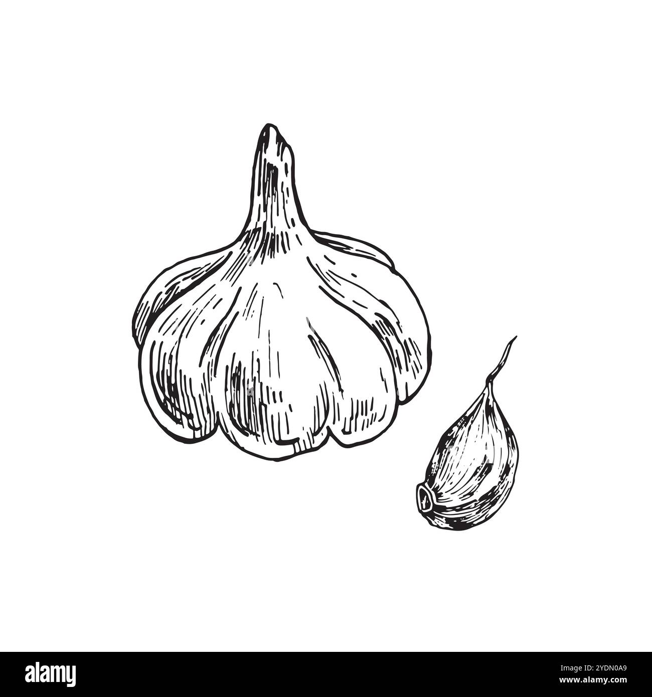 Garlic vector hand drawn illustration. Garlic sketch drawn with ink ...