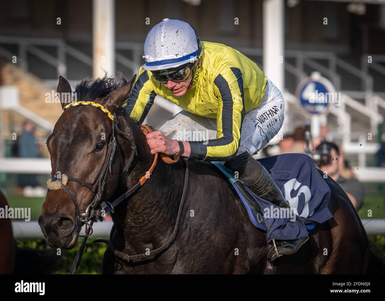 Pellitory horse hi-res stock photography and images - Alamy