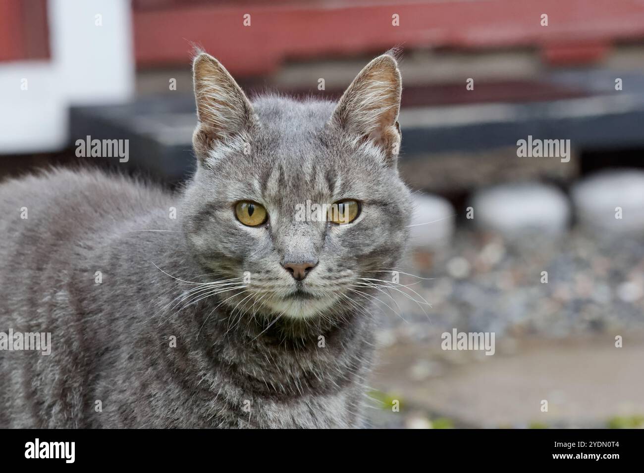 A portrait of a cute gray house cat male outdoors Stock Photo - Alamy