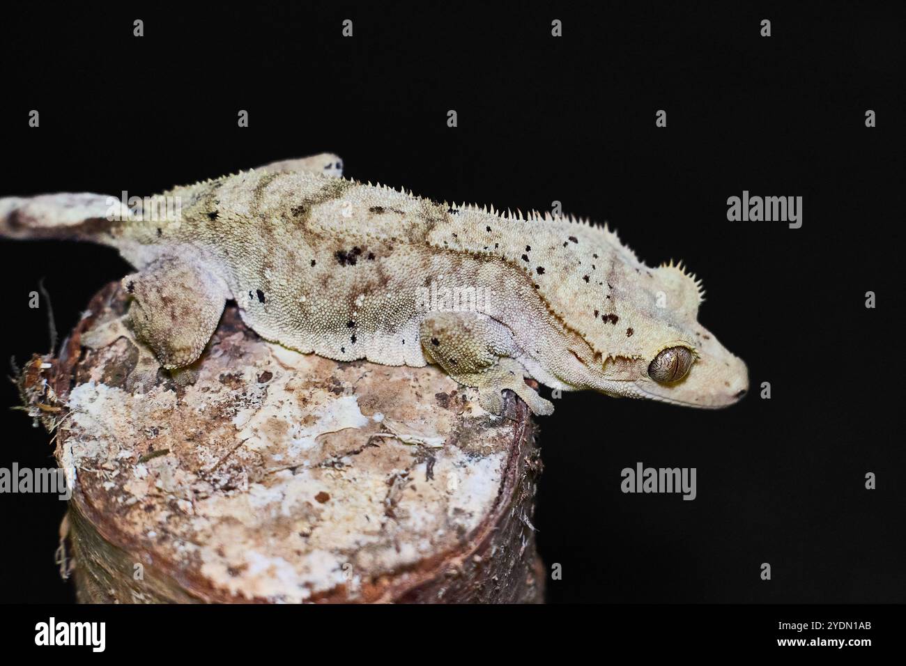 A Crested Gecko (Correlophus ciliatus) perched on a log Stock Photo - Alamy