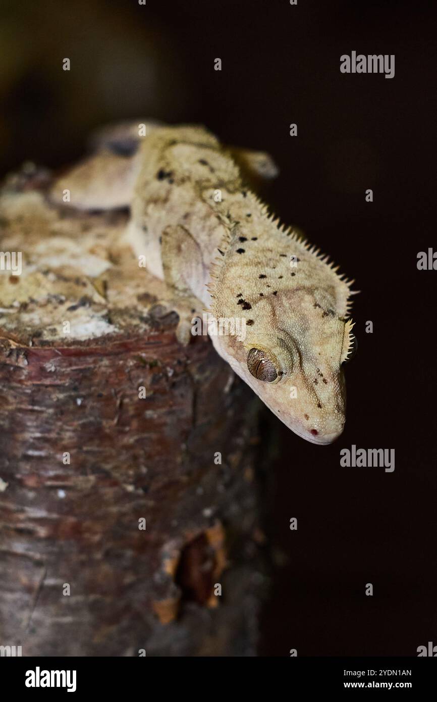 A Crested Gecko (Correlophus ciliatus) perched on a log Stock Photo - Alamy