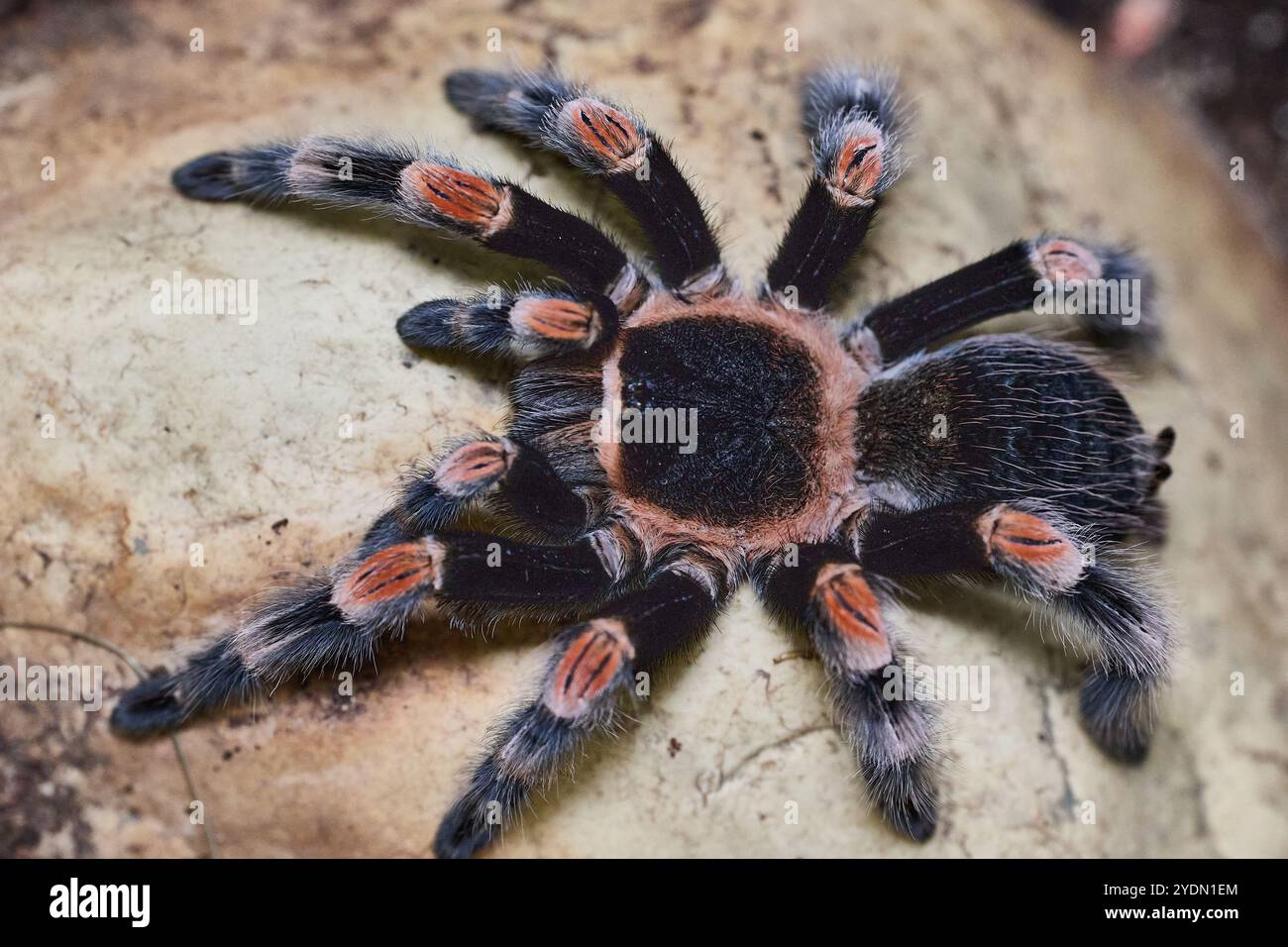 Red Knee Tarantula (Brachypelma smithi) viewed from above sitting on a ...