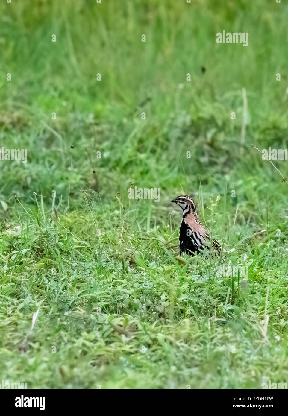 A rain quail singing and feeding in the grasslands of Bhigwan on the ...