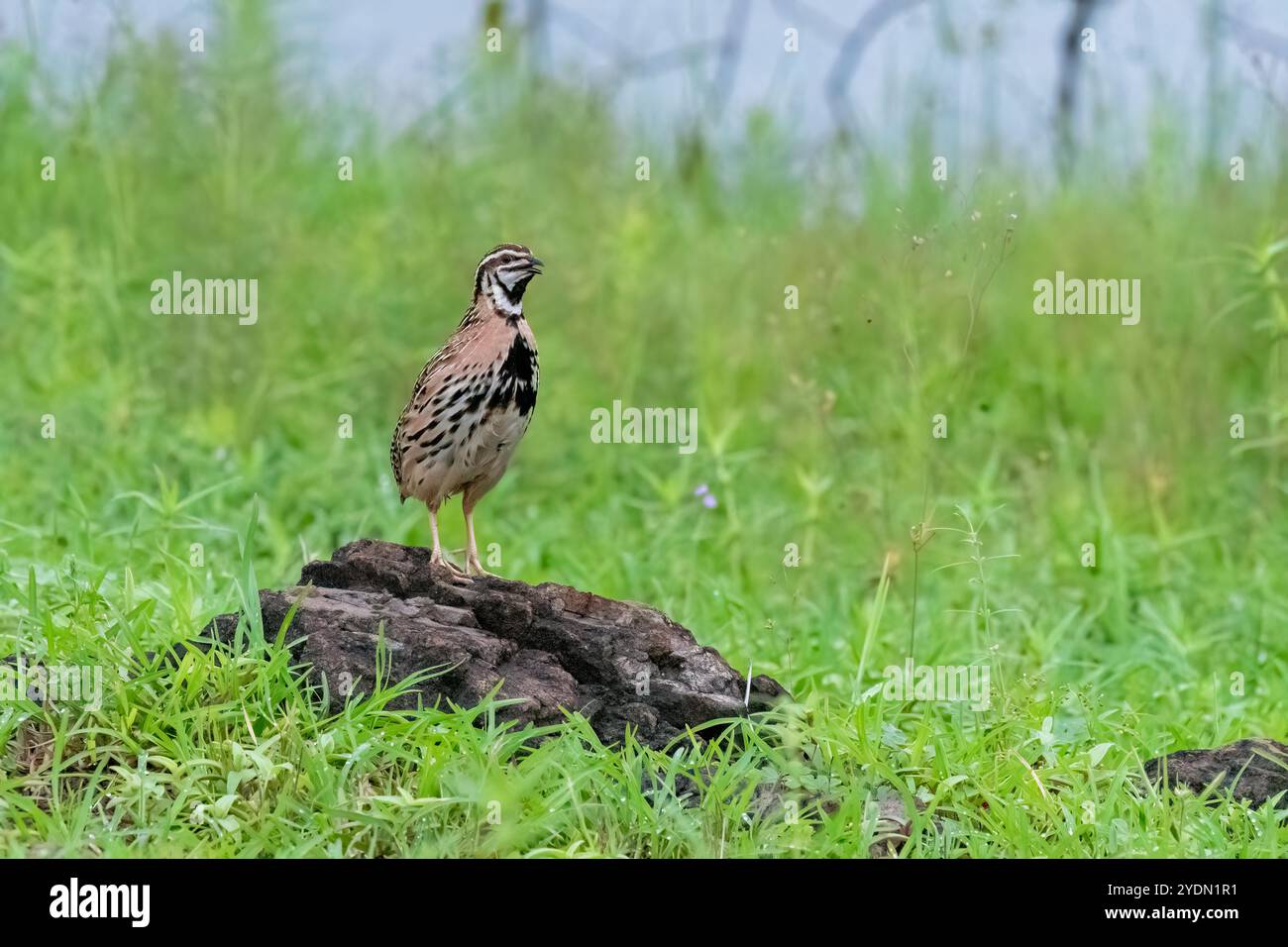 A rain quail singing and feeding in the grasslands of Bhigwan on the ...