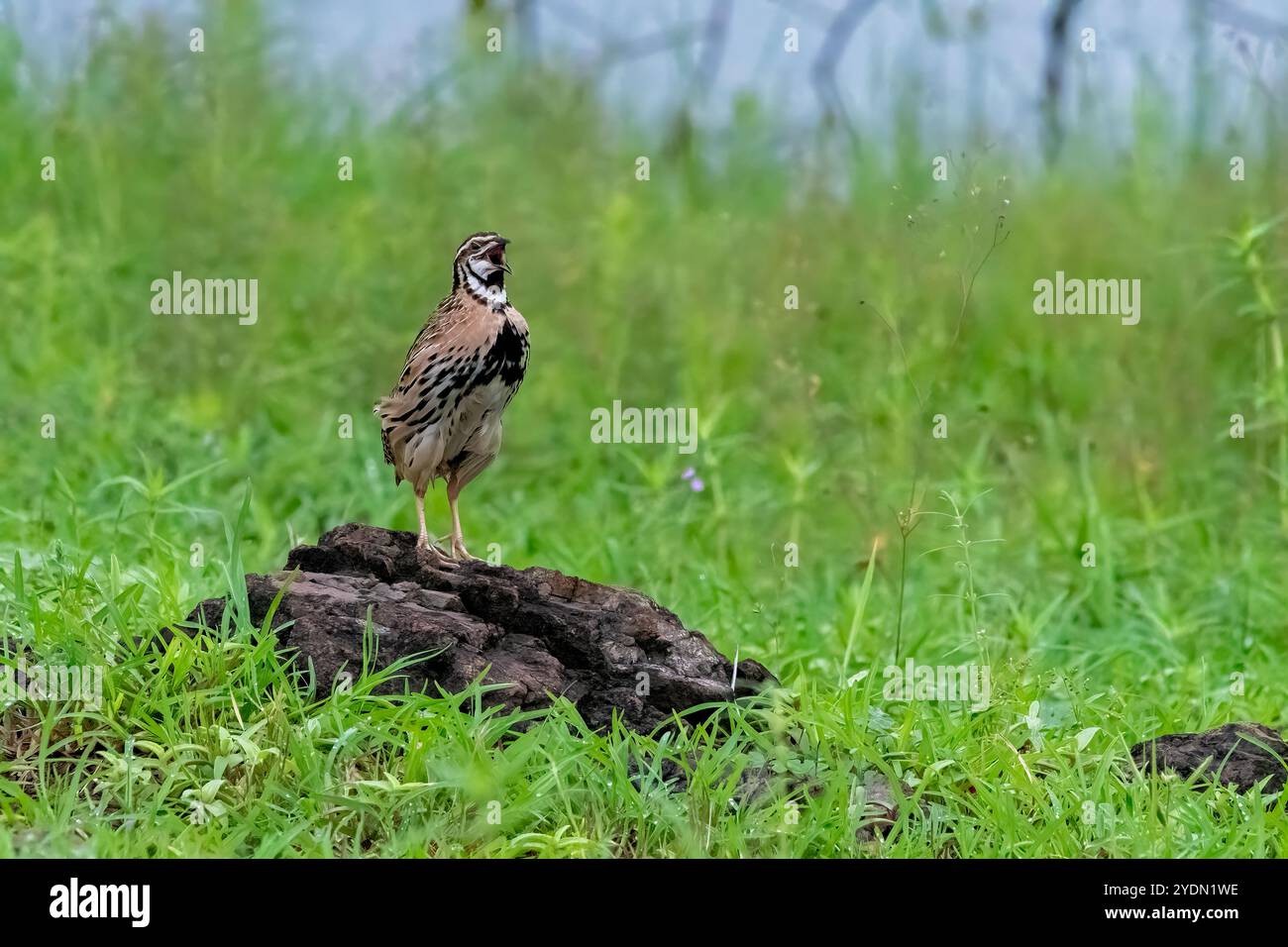 A rain quail singing and feeding in the grasslands of Bhigwan on the ...
